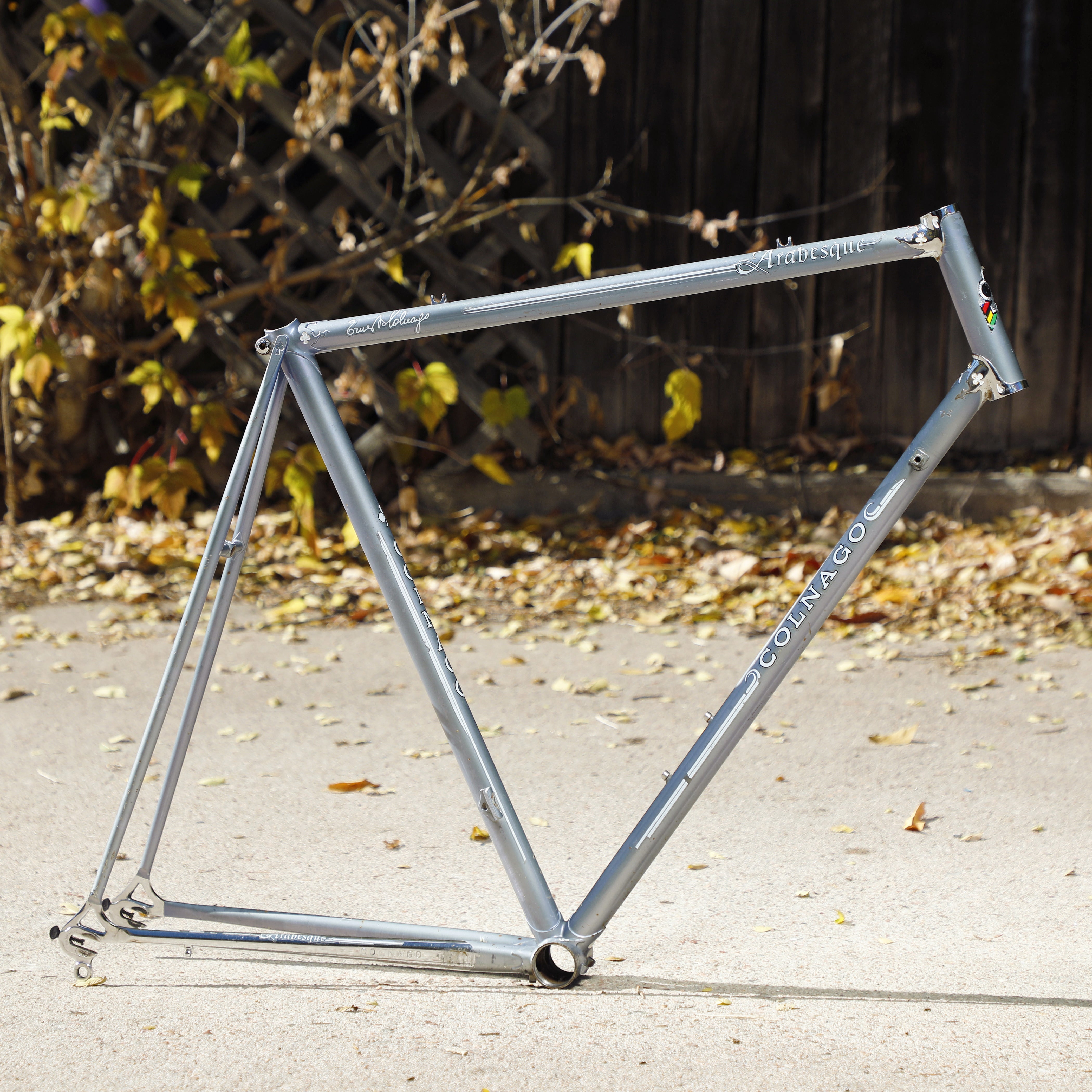 Colnago Arabesque – Ben's Cycles Denver